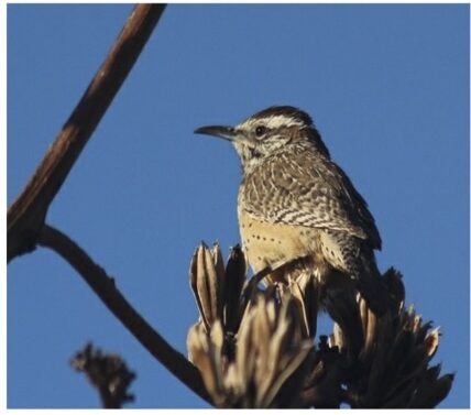 Jacobs: Computer Vision for Ecology - Center for the Environment