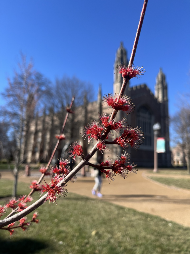 Early-Season Blooms Tour - Arbor Walk - Center for the Environment