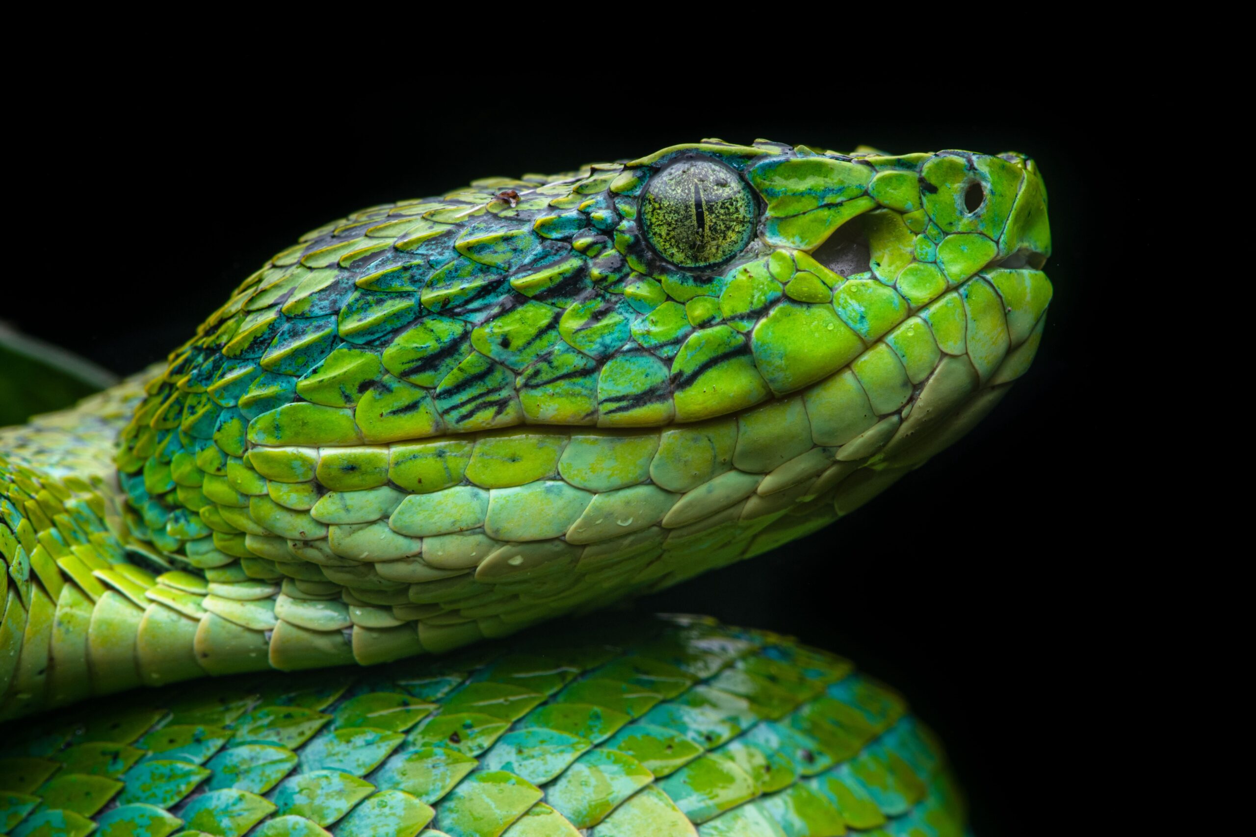 Losos: Predicting and Mitigating Human-Snake Conflict in Honduras ...